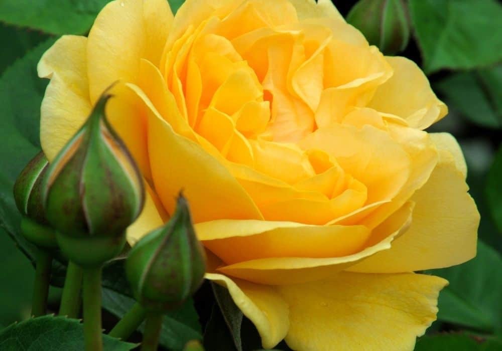 Welcome to our First Potted Rose Sale - Ladybug Flower Farm