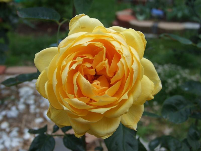 Rose sale coming soon - Ladybug Flower Farm