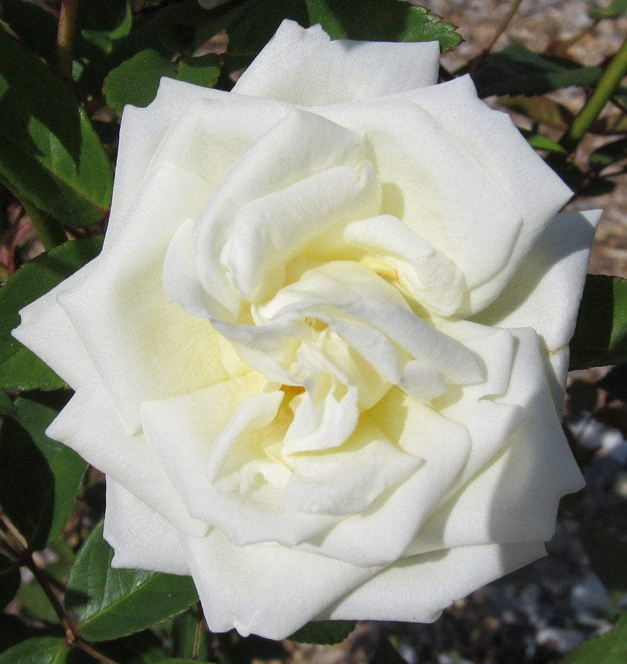 Ducher Rose Ladybug Flower Farm ducher-rose-ladybug-flower-farm