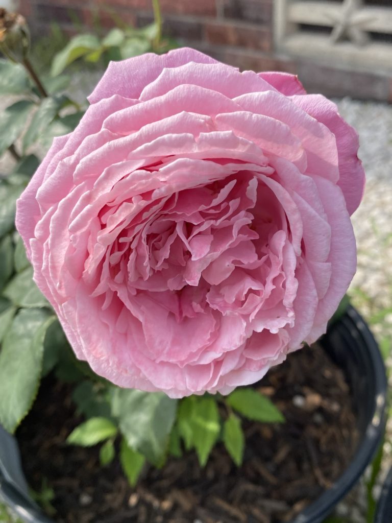 Come join our new Rose Group page on FB - Ladybug Flower Farm